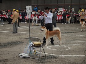 HACHIKO | The touching true story of a dog and its fidelity | J T ...